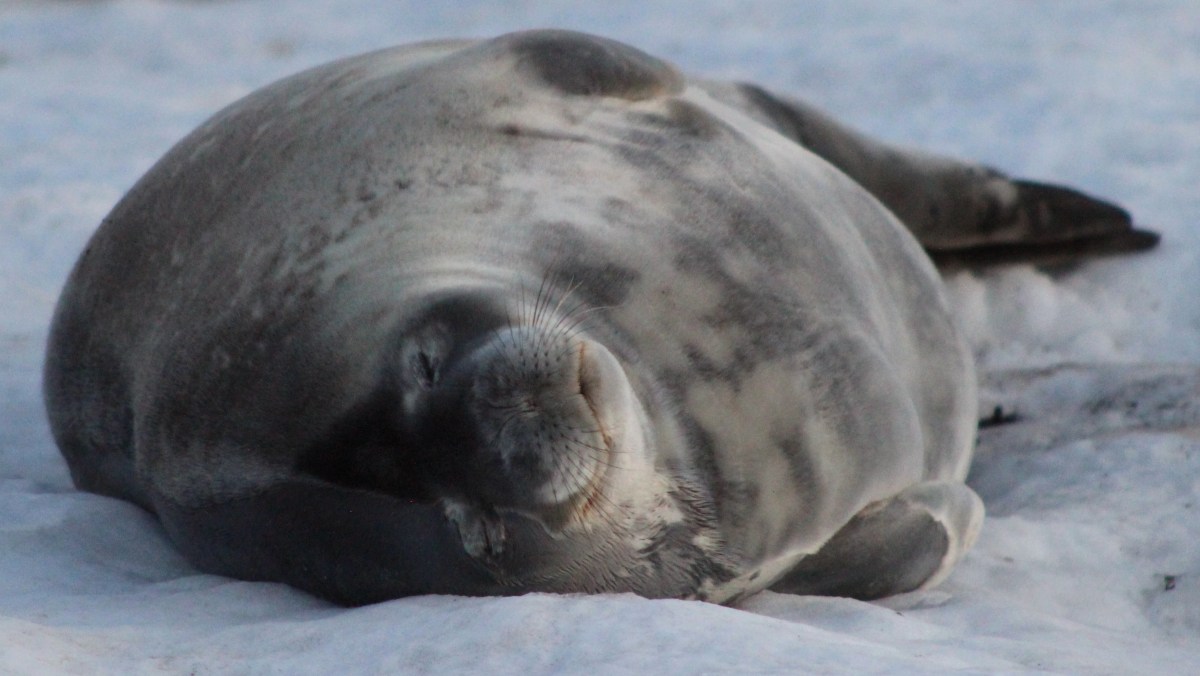 Antarctica – Seals – Paula Boer