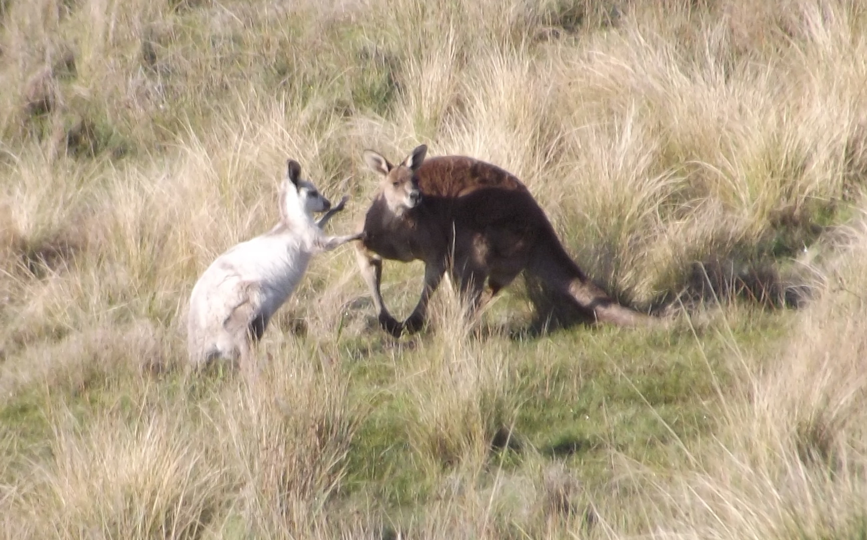 White Roos – Paula Boer
